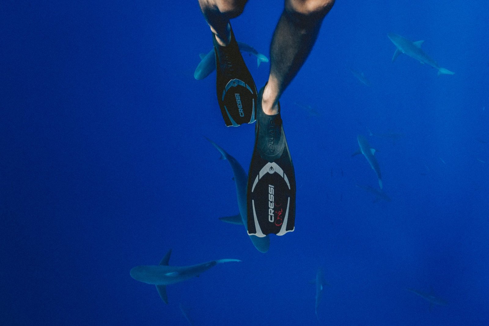 Natación con aleta 2026 : ¿Mejora el nado?